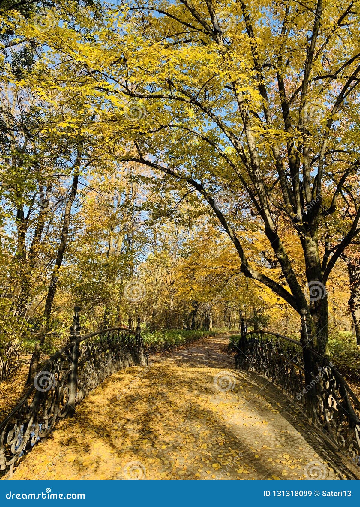 Beautiful Lightning in Trees in Fall Time Stock Image - Image of shadow ...