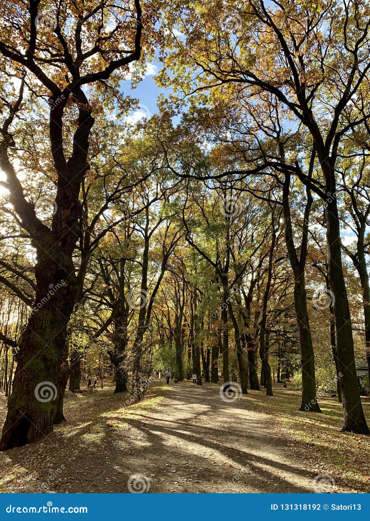 Beautiful Lightning in Trees in Fall Time Stock Photo - Image of forest ...