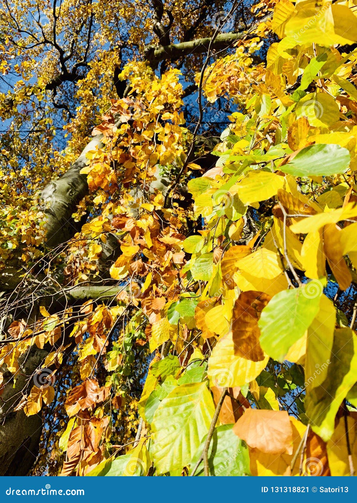 Beautiful Lightning in Trees in Fall Time Stock Image - Image of ...