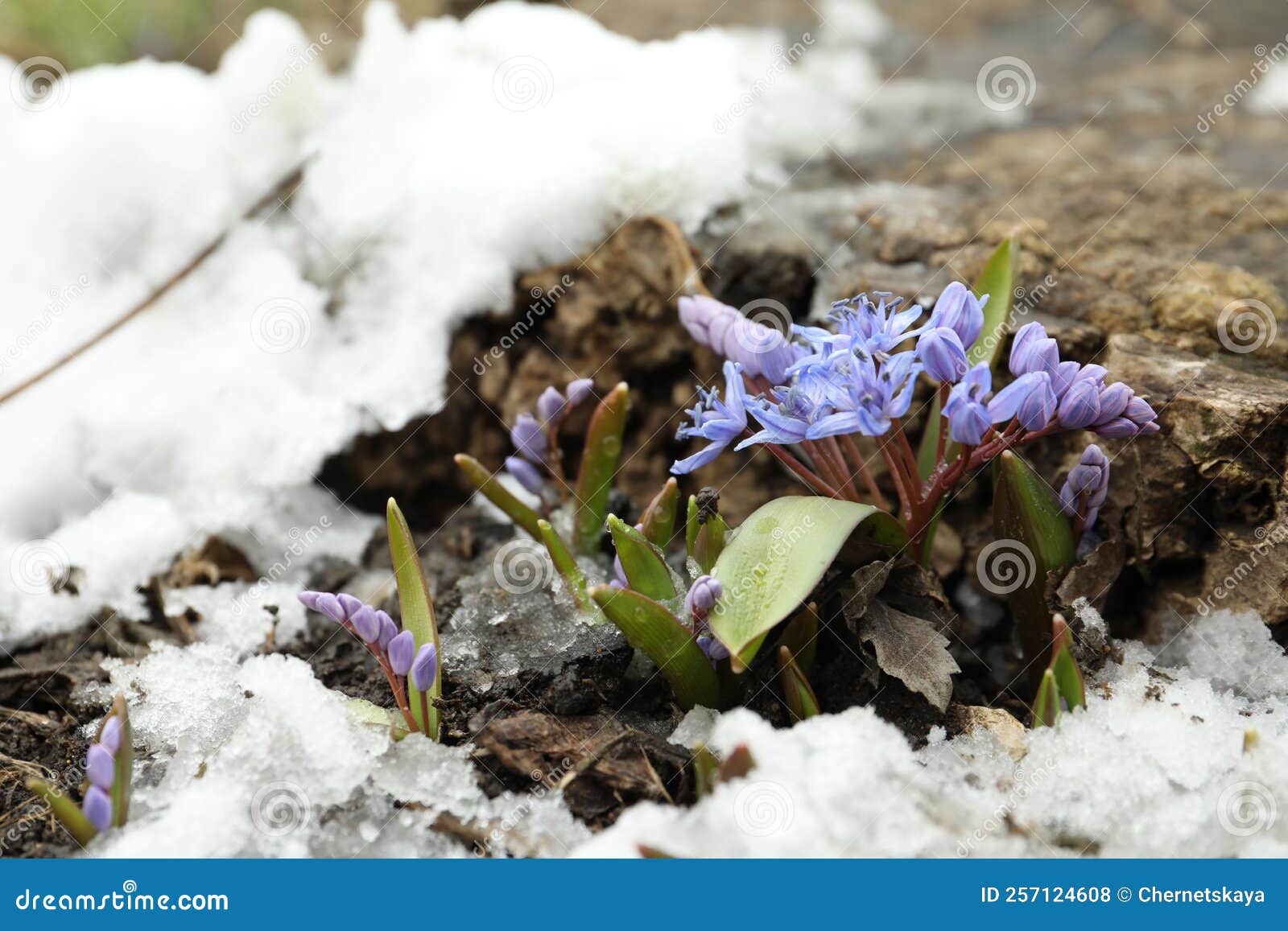 Beautiful Lilac Alpine Squill Flowers Growing Outdoors, Space for Text ...