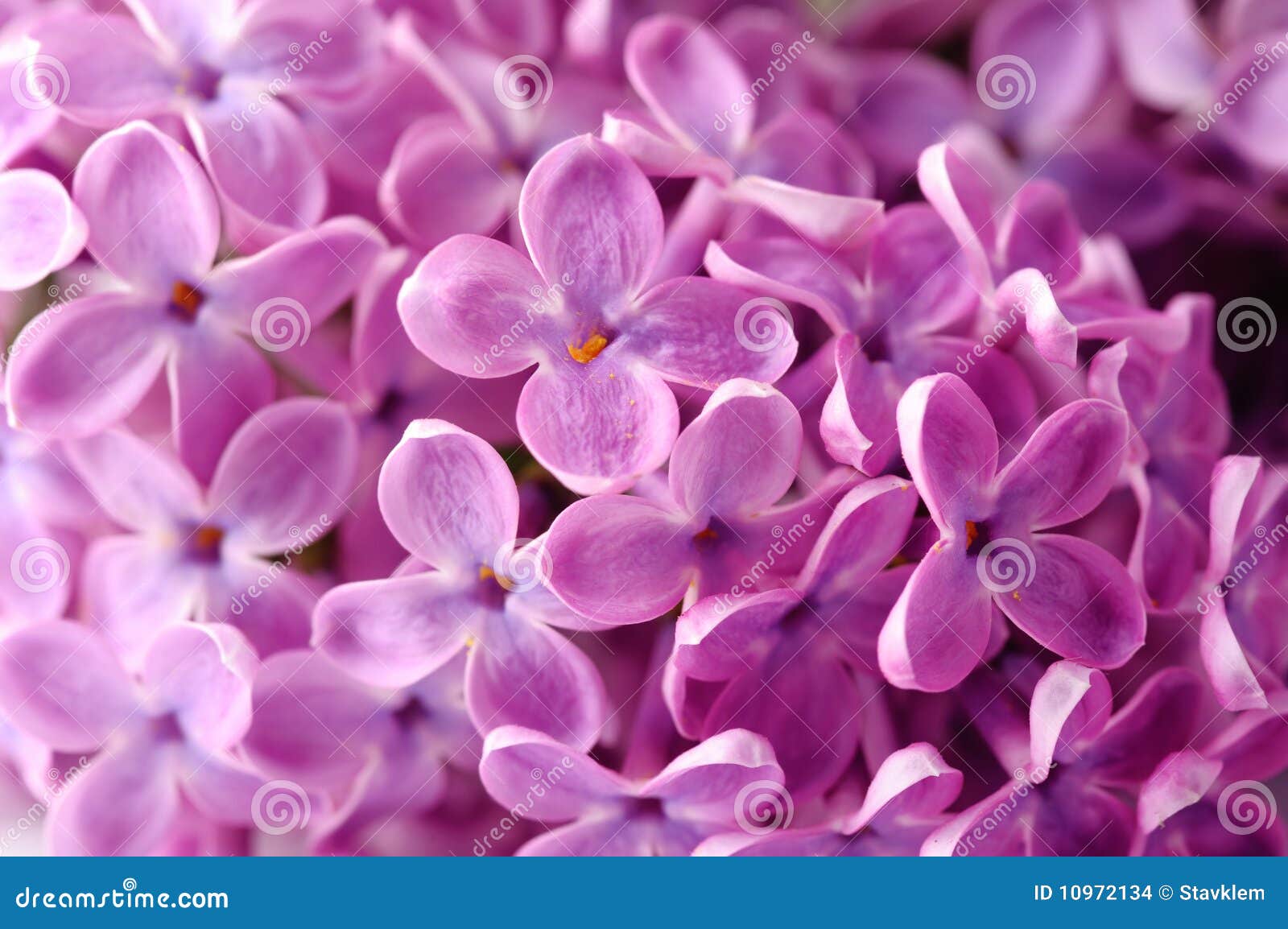 Beautiful lilac background stock photo. Image of pastel - 10972134