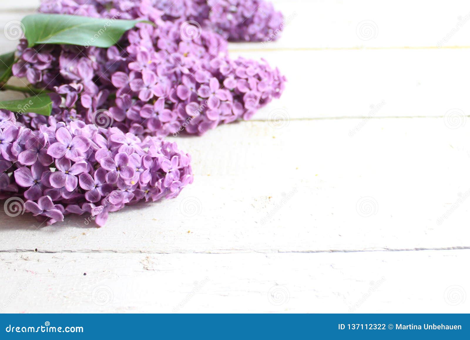 Beautiful lilac border stock photo. Image of beautiful - 137112322