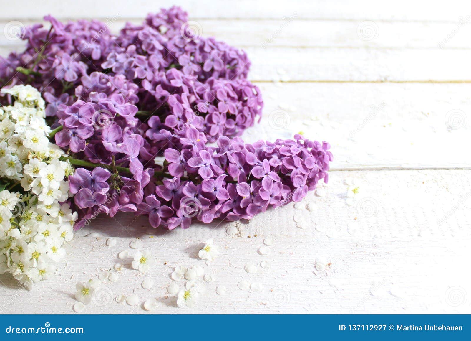 Beautiful lilac border stock image. Image of petal, snowberry - 137112927