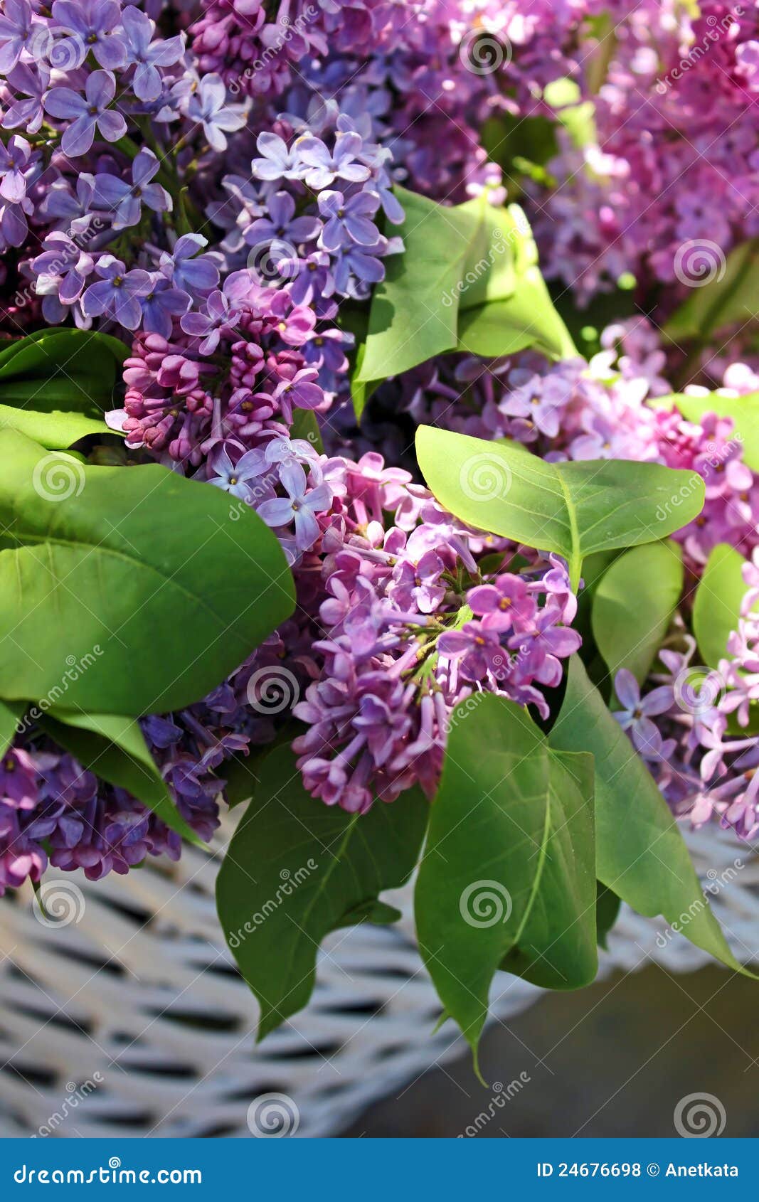 Beautiful lilac branches stock photo. Image of design - 24676698