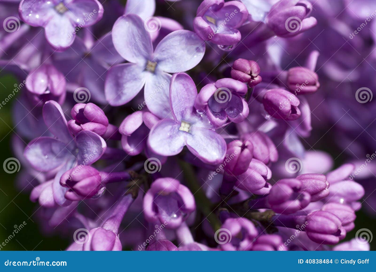 Beautiful lilac bush stock photo. Image of flora, branch - 40838484