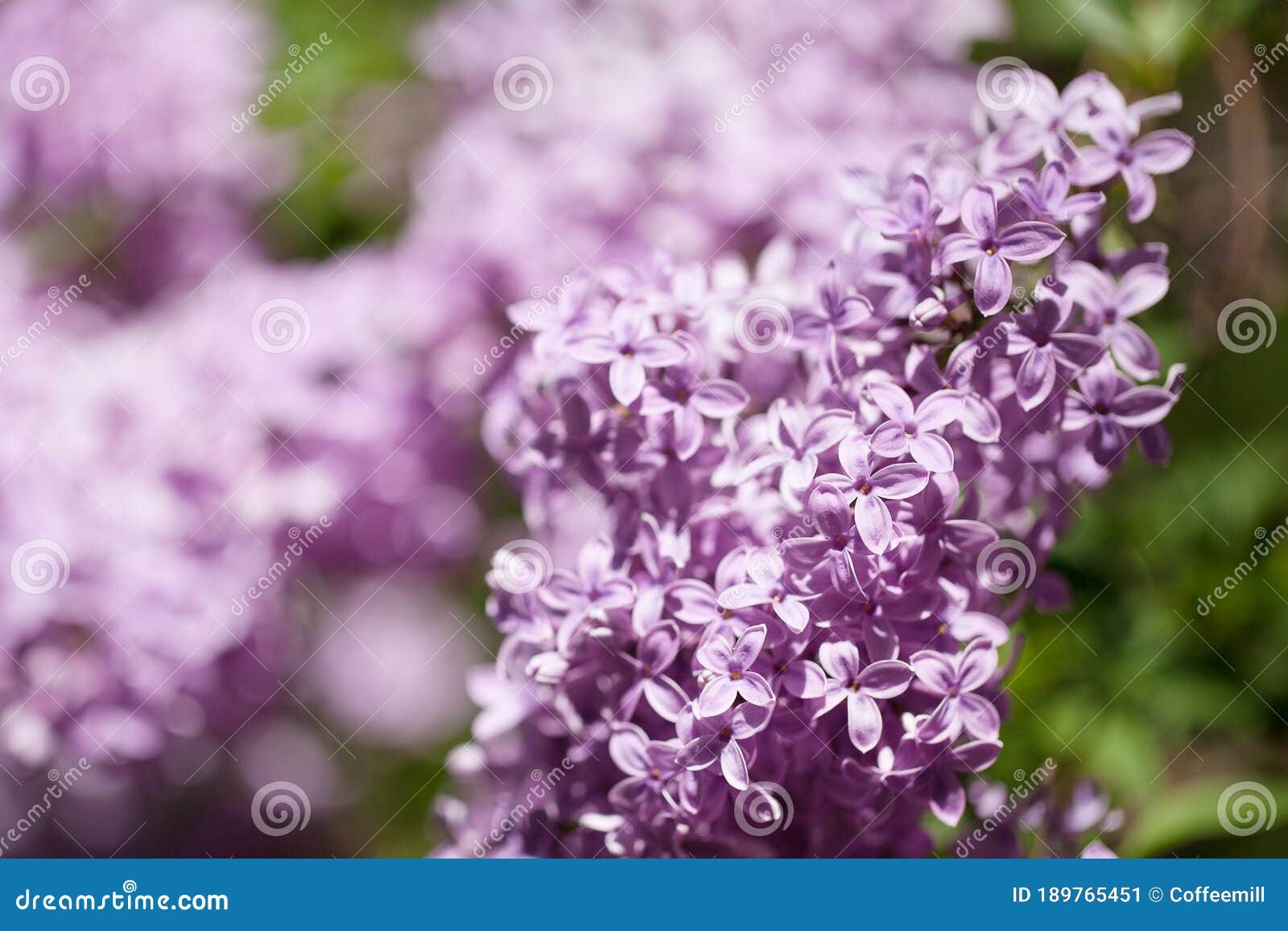 Beautiful Lilac Bushes with a Soft Background Stock Image - Image of ...