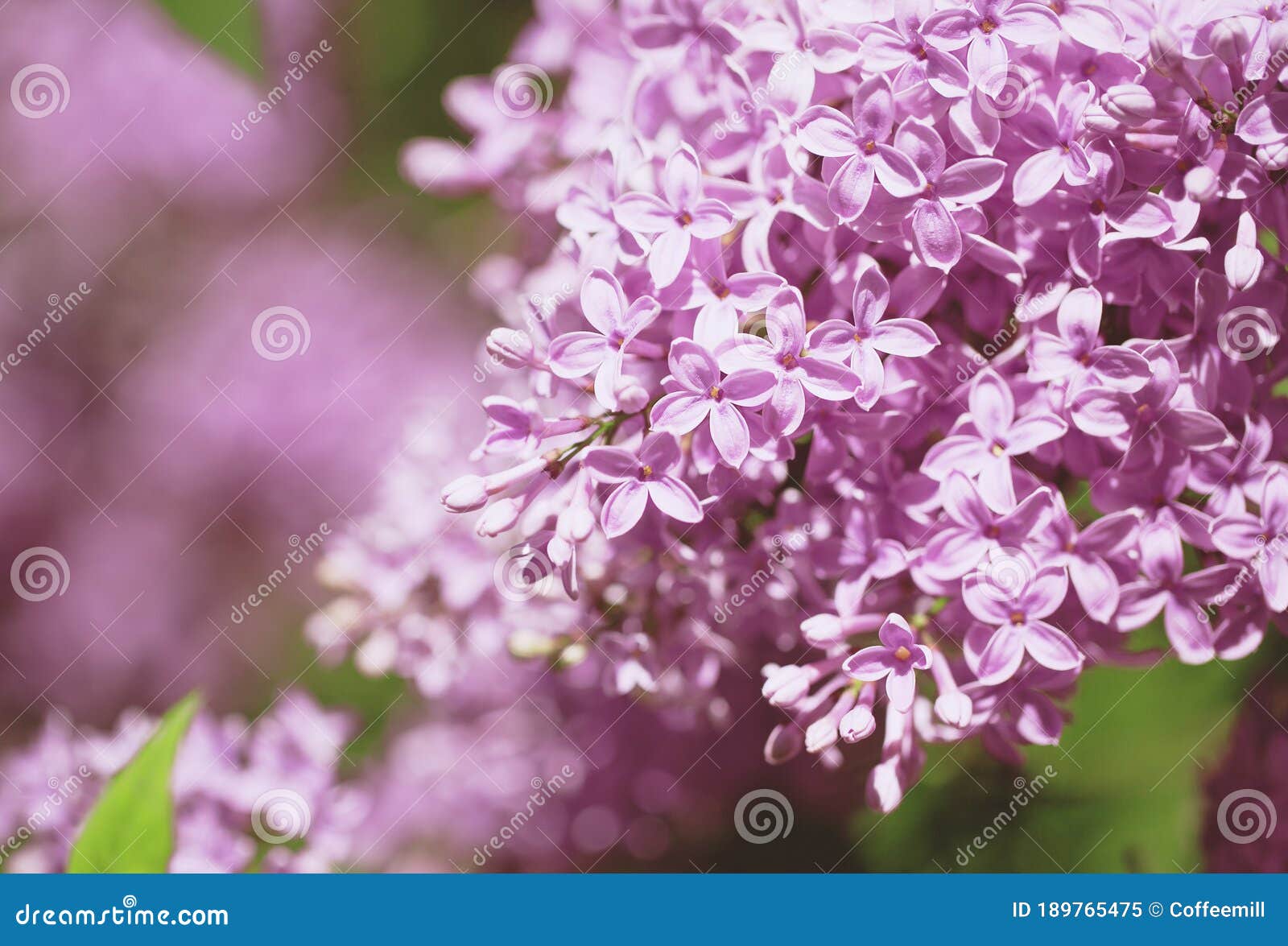 Beautiful Lilac Bushes with a Soft Background Stock Image - Image of ...
