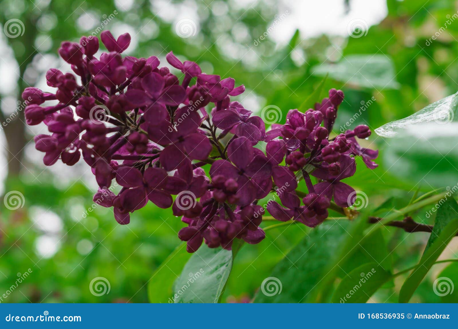 Beautiful Lilac with Droplets of Water after the Rain Stock Image ...