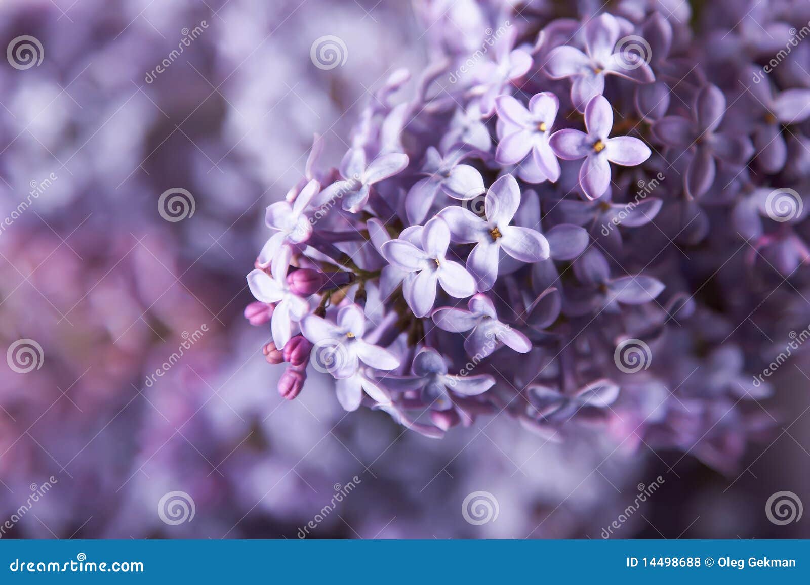 Beautiful lilac flowers stock photo. Image of lilac, foreground - 14498688