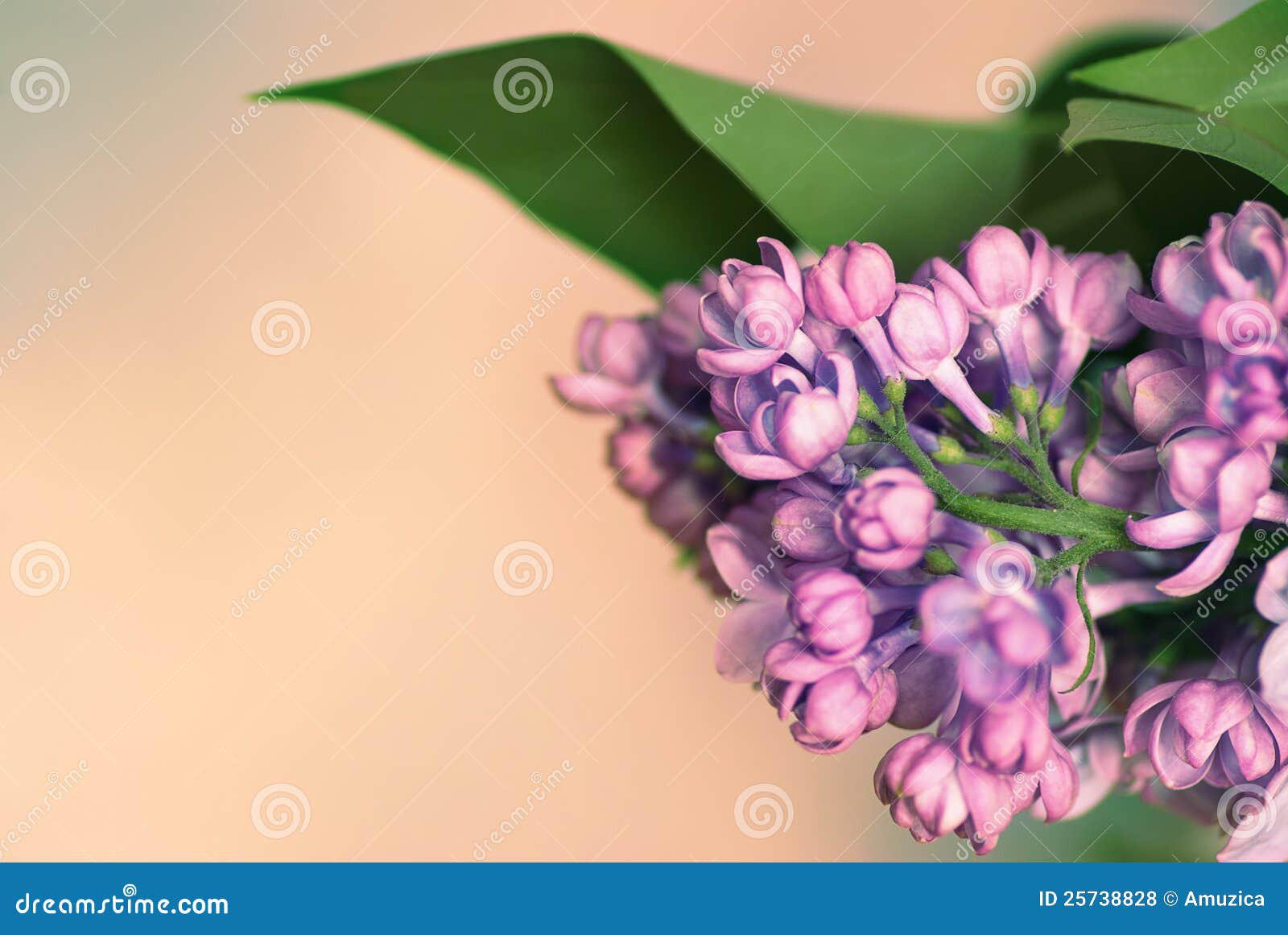 Beautiful lilac flowers stock photo. Image of botany - 25738828