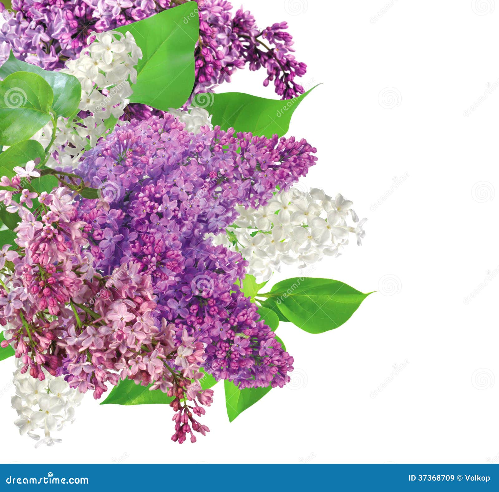 Beautiful Lilac Flowers Border Stock Image - Image of flower, details ...