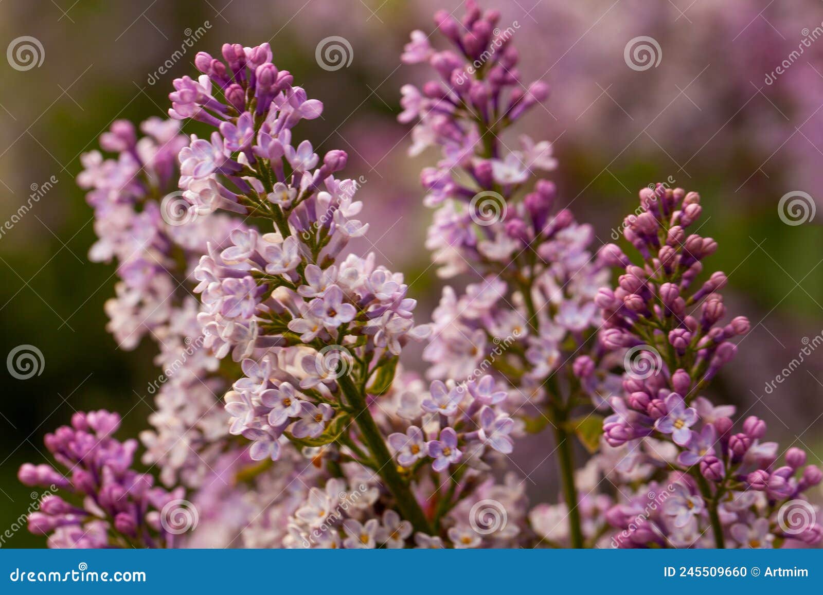 Beautiful Lilac Flowers Close Up Background Stock Photo - Image of ...