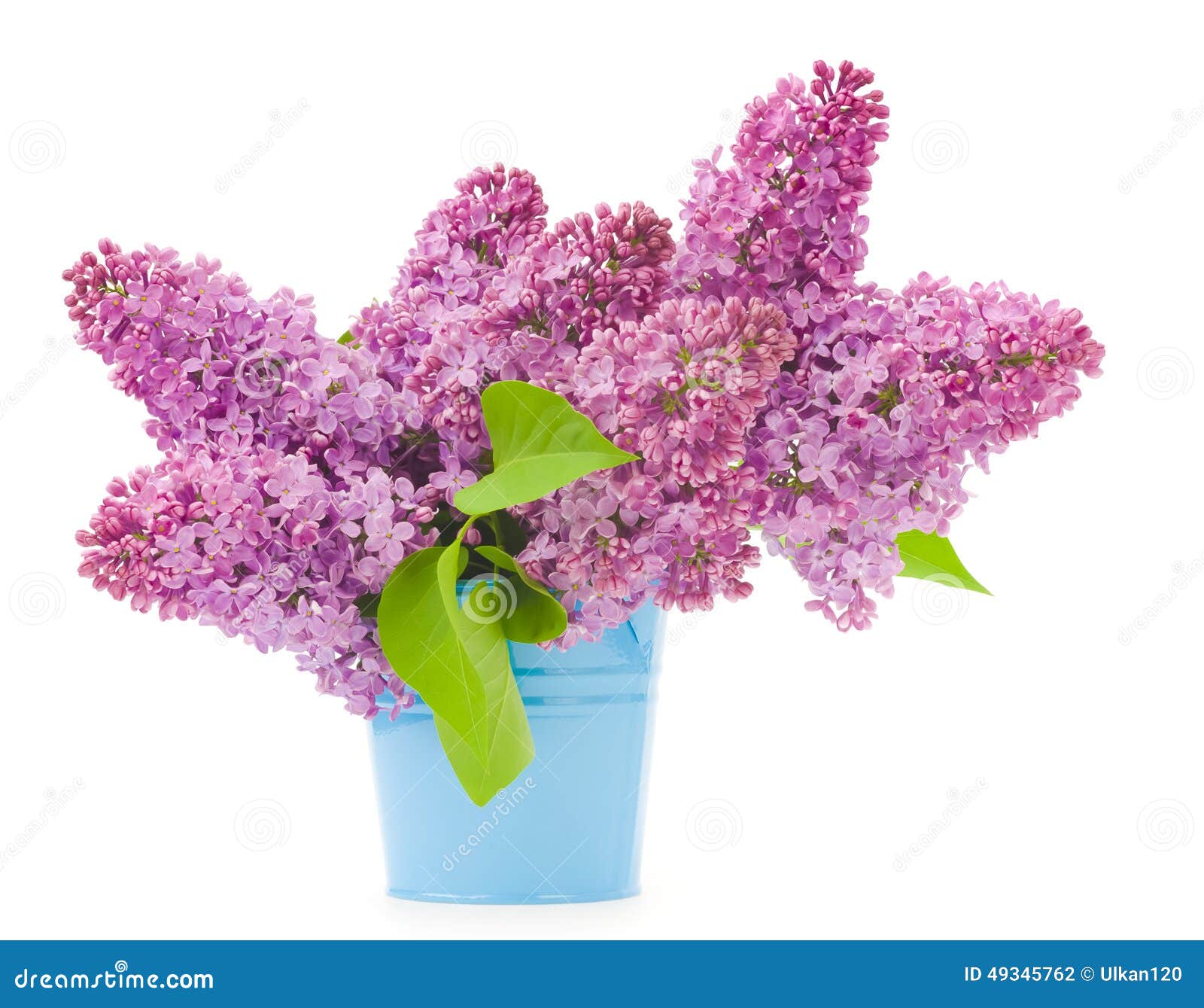 Beautiful lilac flowers stock photo. Image of foliage - 49345762