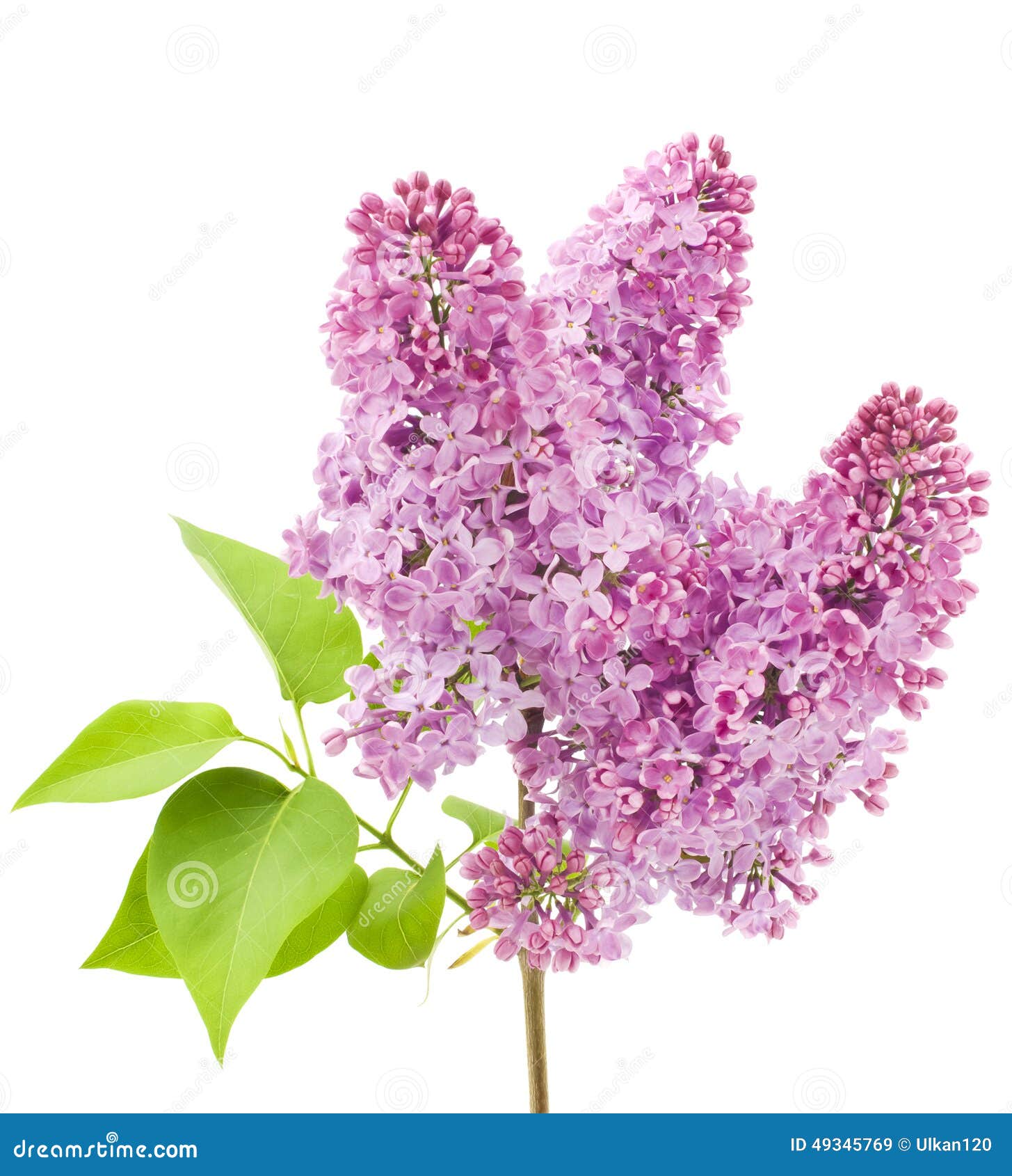 Beautiful lilac flowers stock image. Image of isolated - 49345769