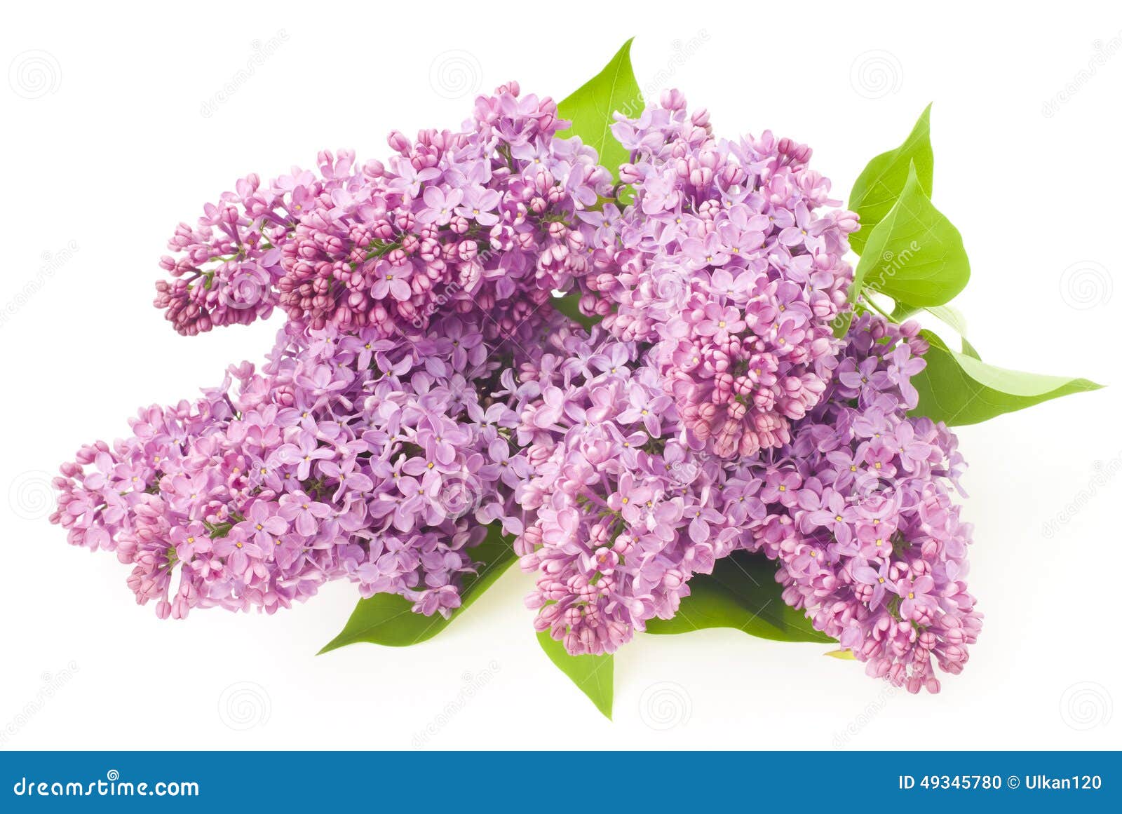 Beautiful lilac flowers stock photo. Image of gradient - 49345780