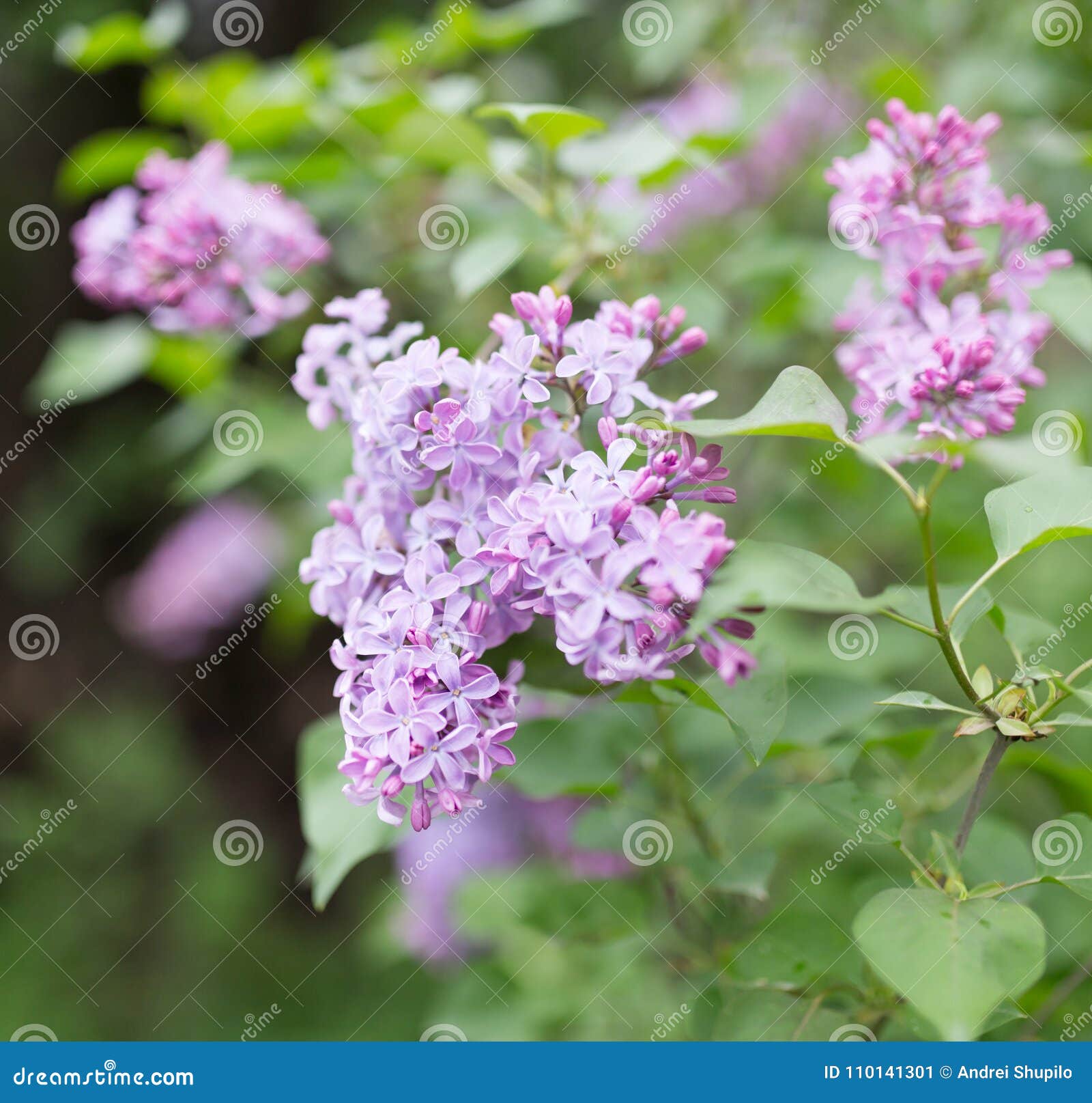 Beautiful Lilac Flowers in Nature Stock Image - Image of tree ...