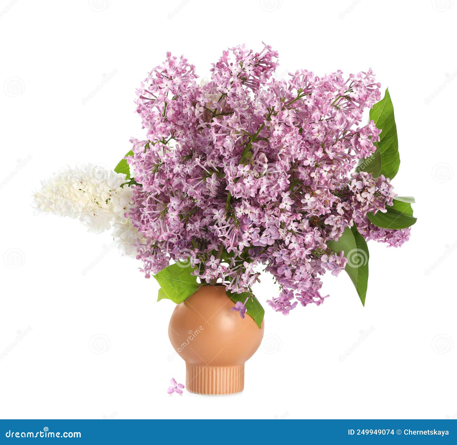 Beautiful Lilac Flowers in Vase Isolated on White Stock Photo - Image ...