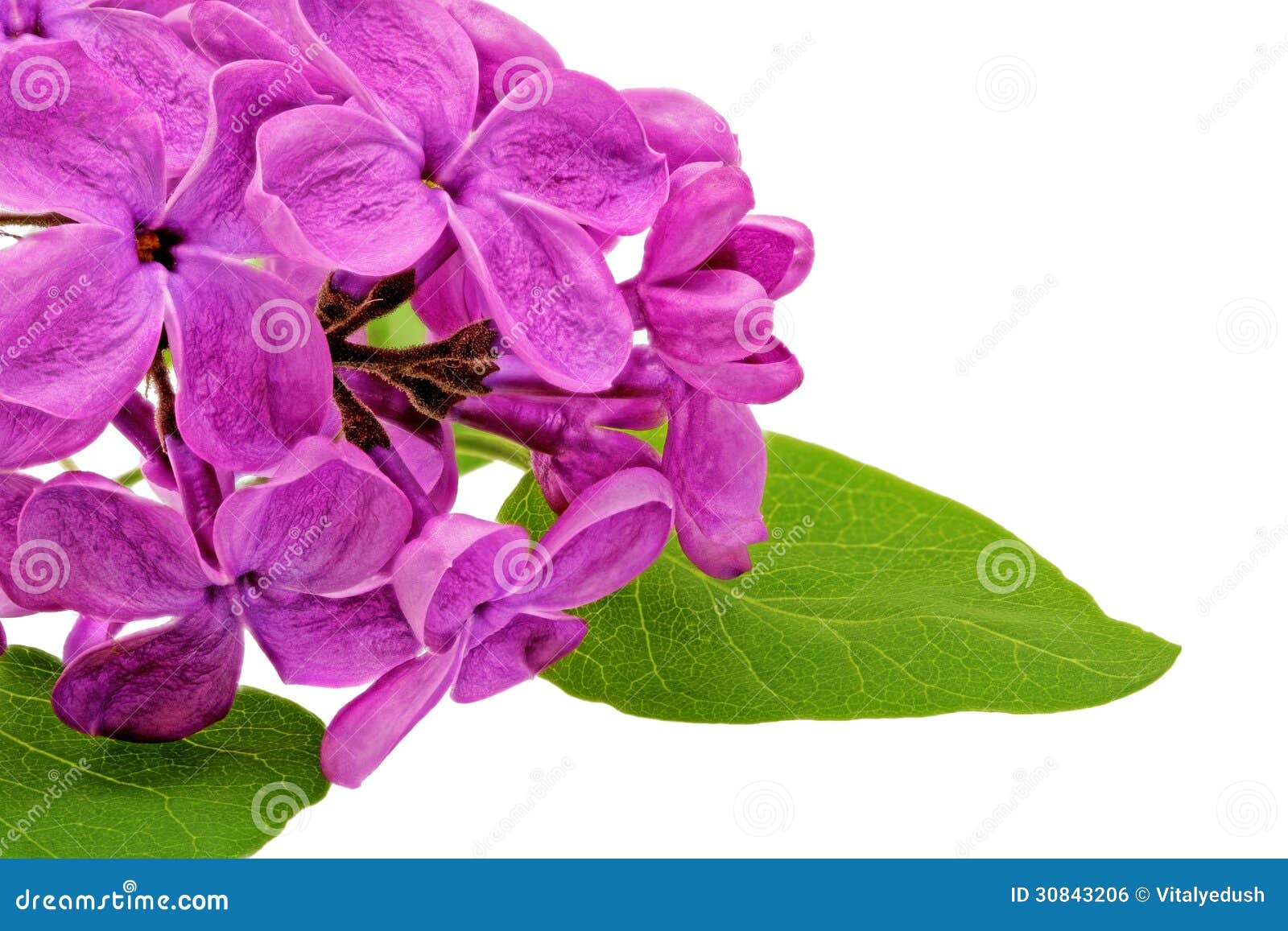 Beautiful Lilac on Table. Isolated Over White . Stock Photo - Image of ...