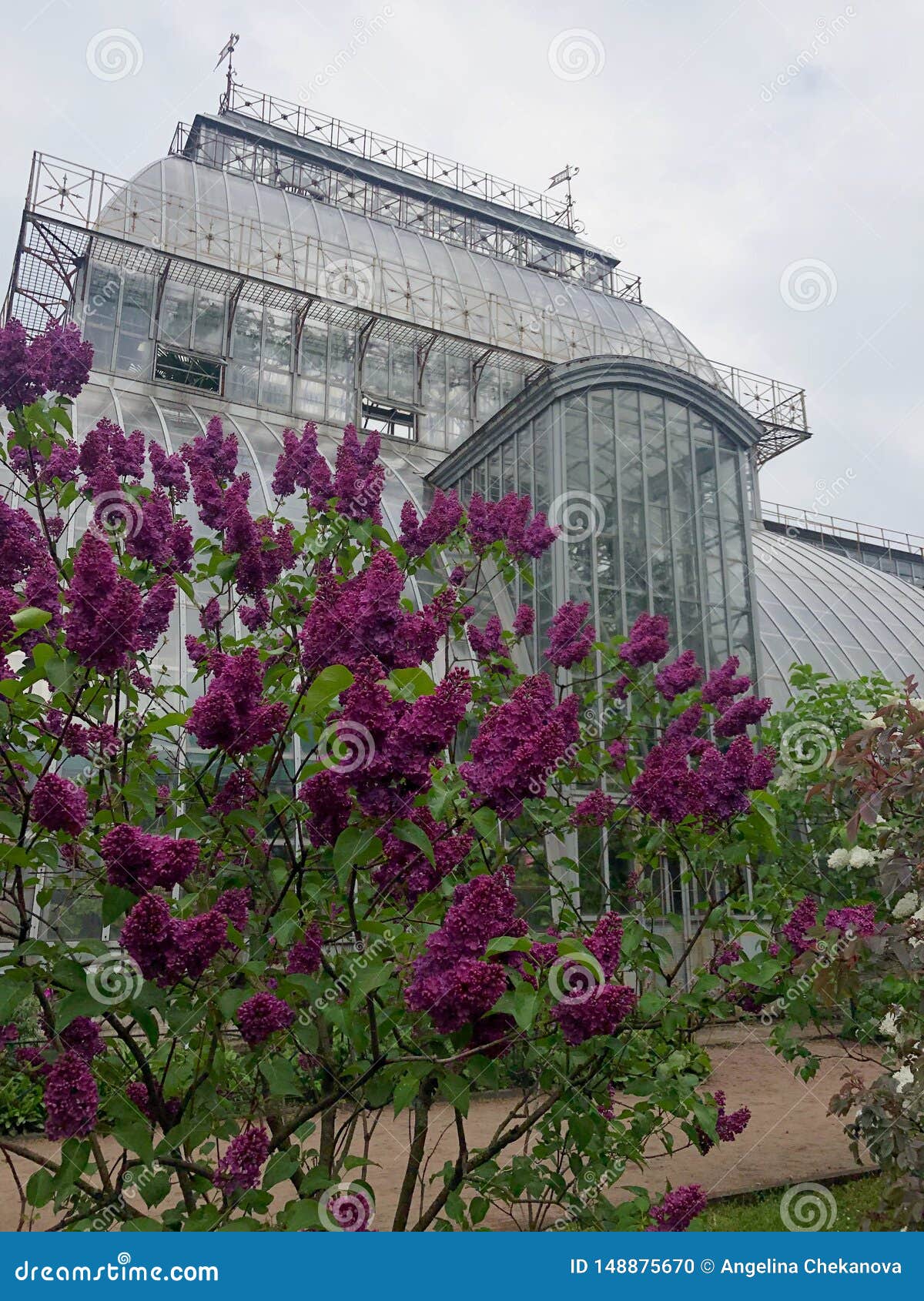 Beautiful Lilac Tree in the Park View Stock Photo - Image of park ...