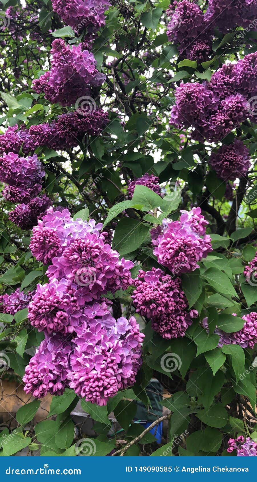 Beautiful Lilac Tree in the Park View Stock Image - Image of park ...
