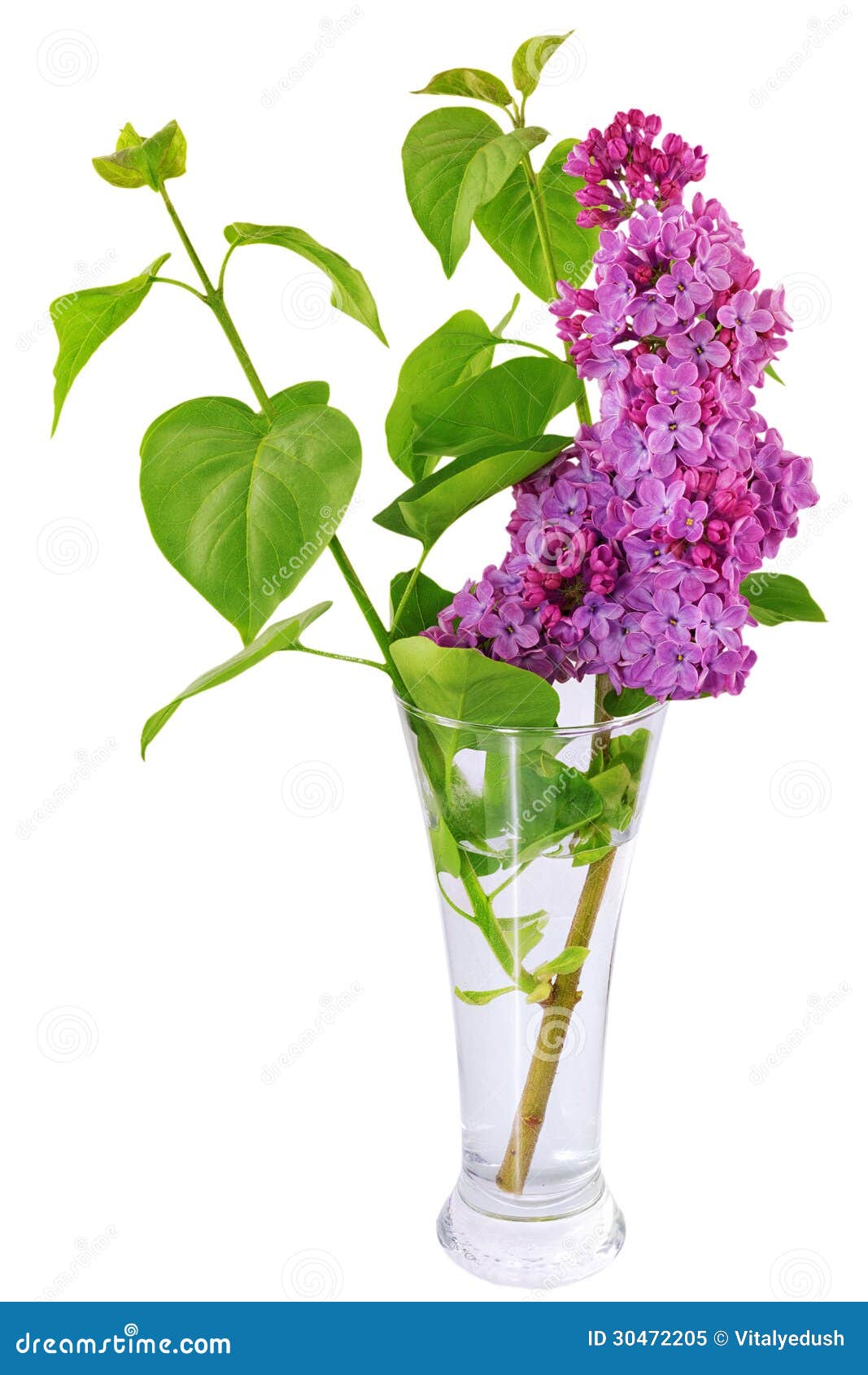 Beautiful Lilac in the Vase. Isolated Over White . Stock Image - Image ...