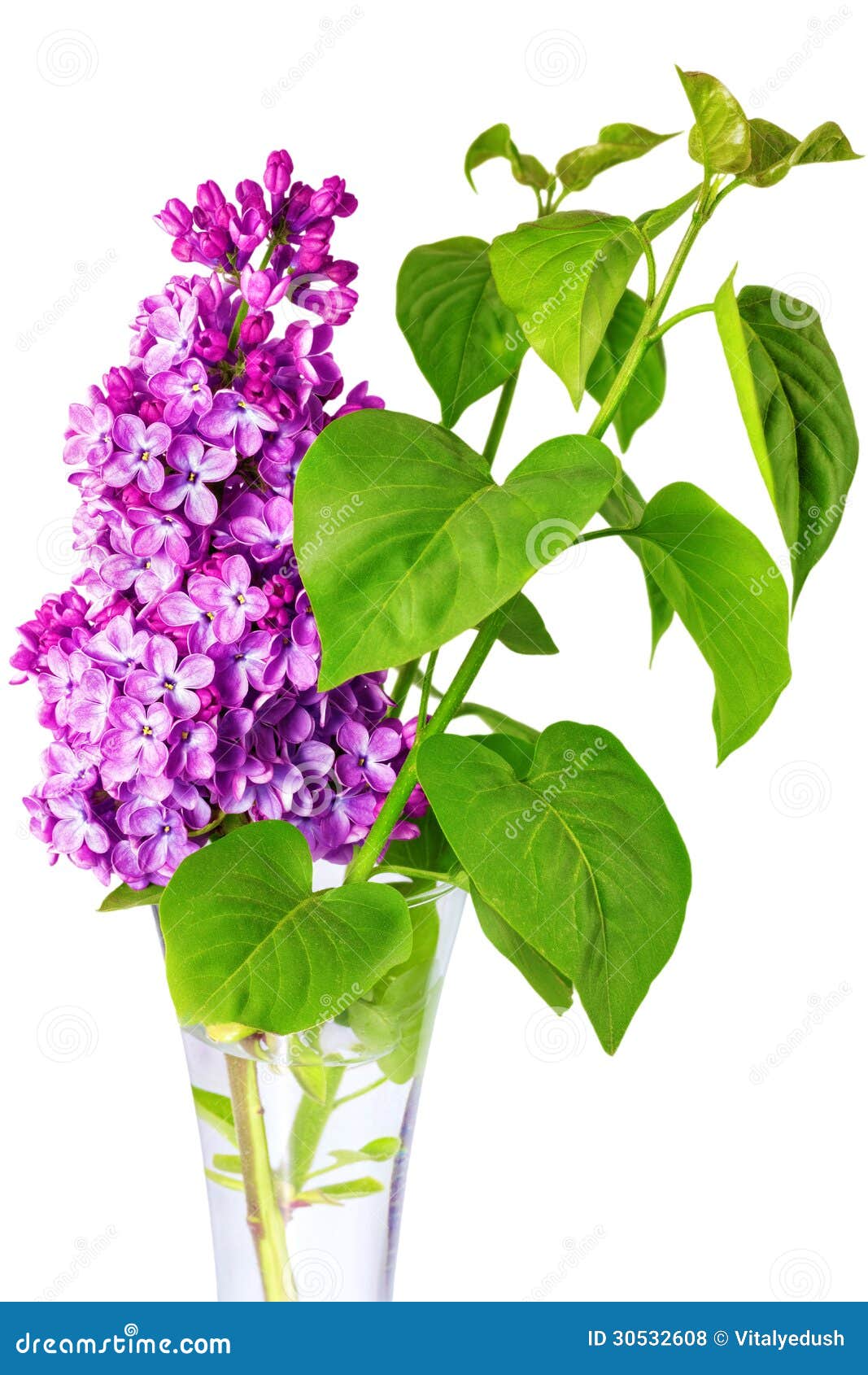 Beautiful Lilac in the Vase. Isolated Over White . Stock Photo - Image ...