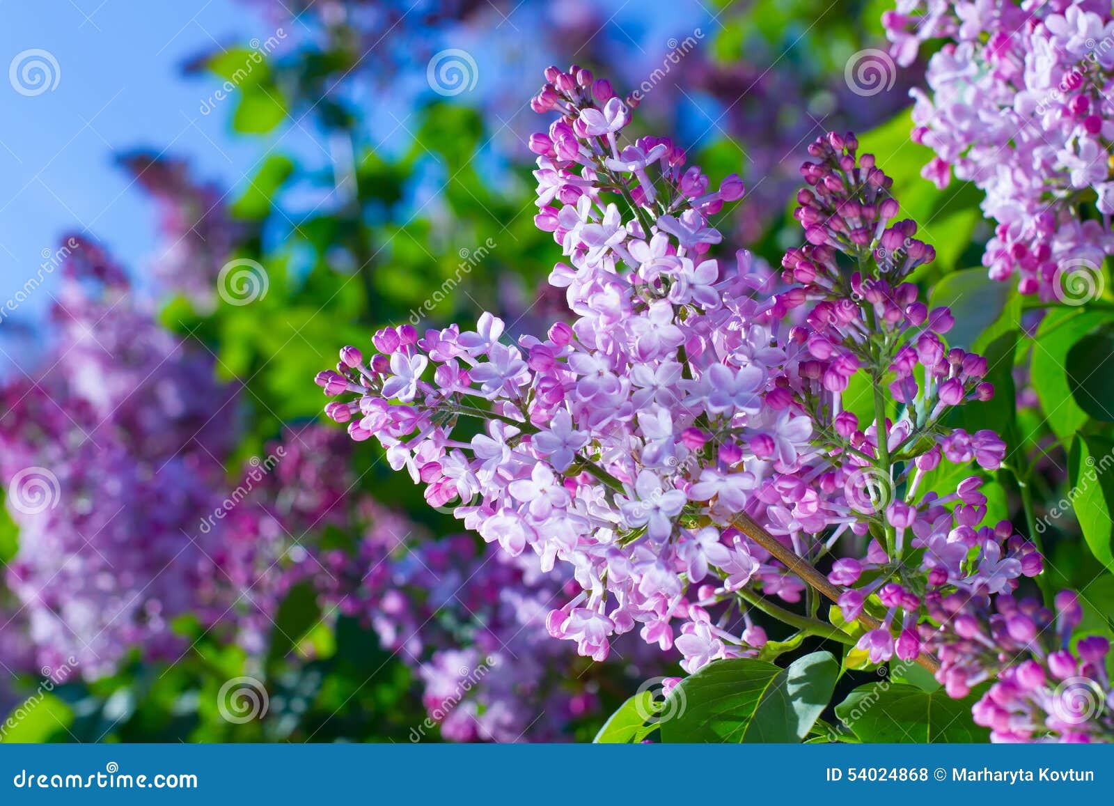Beautiful lilacs. stock photo. Image of magic, green - 54024868