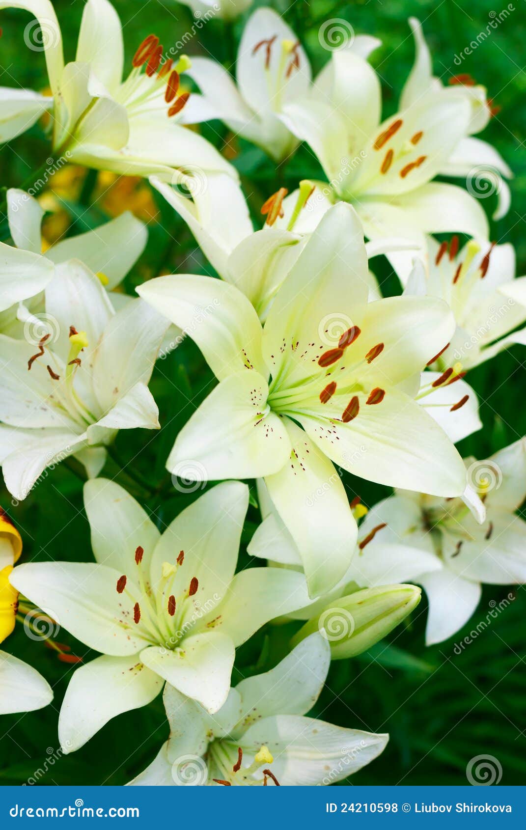 Beautiful Lilies stock photo. Image of fragrance, object - 24210598