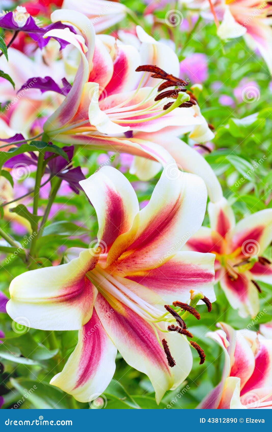 Beautiful lilies in garden stock photo. Image of holiday - 43812890