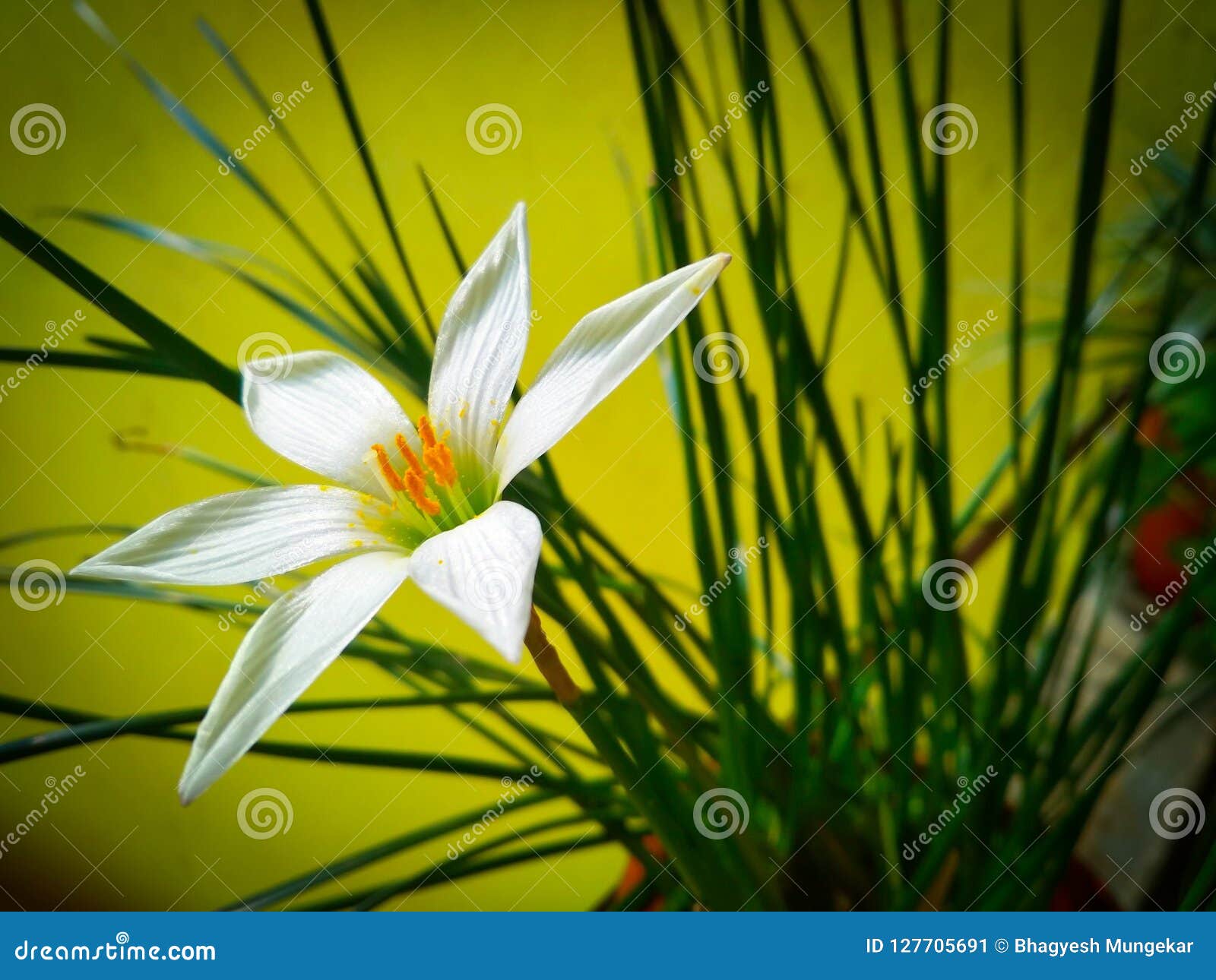 Beautiful lilli Flowers stock image. Image of beautiful - 127705691