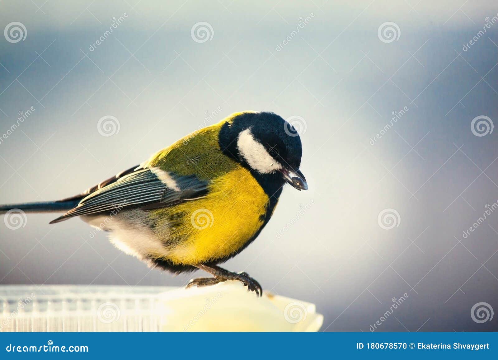 Tomtit is Sitting on the Edge of Feeding Box with a Seed Stock Photo ...