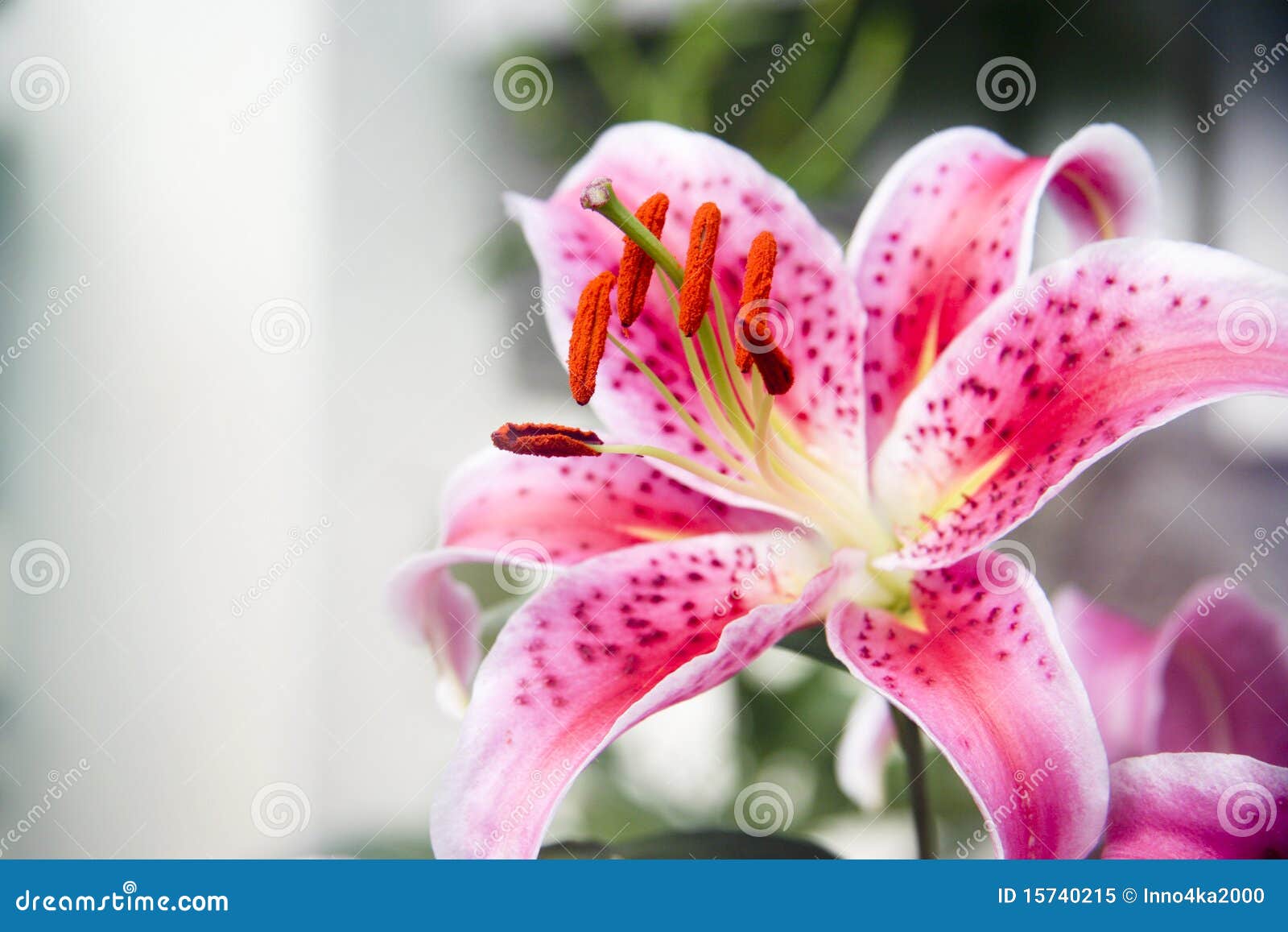 Beautiful lilly stock image. Image of flower, elegant - 15740215