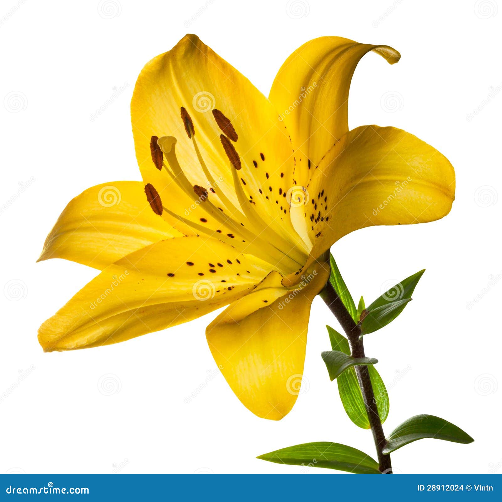 Beautiful lilly stock photo. Image of stamen, lilly, petals - 28912024