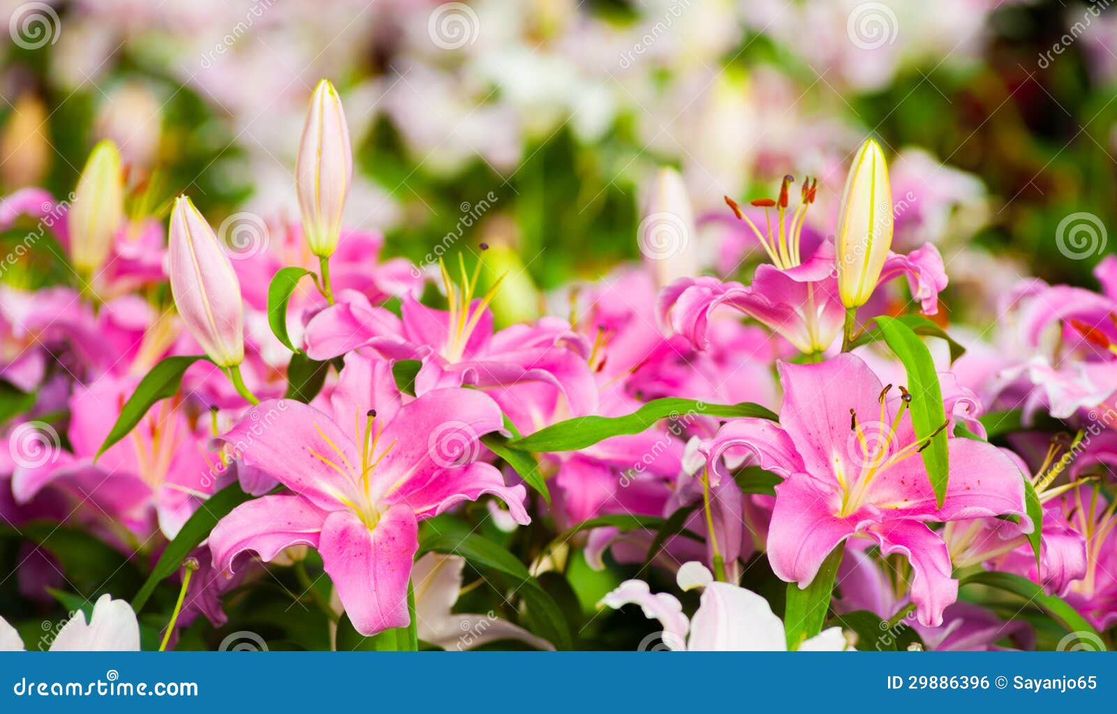 Beautiful lilly flower. stock photo. Image of natural - 29886396