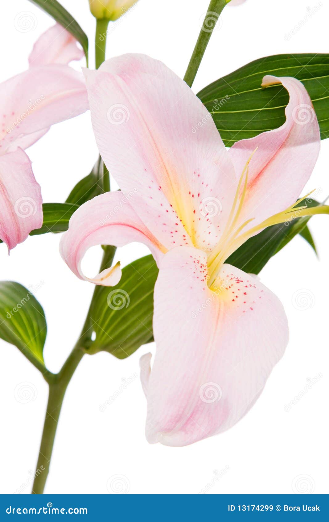 .Beautiful Lily Flower On Green Leaves Background. Lilium Longiflorum ...