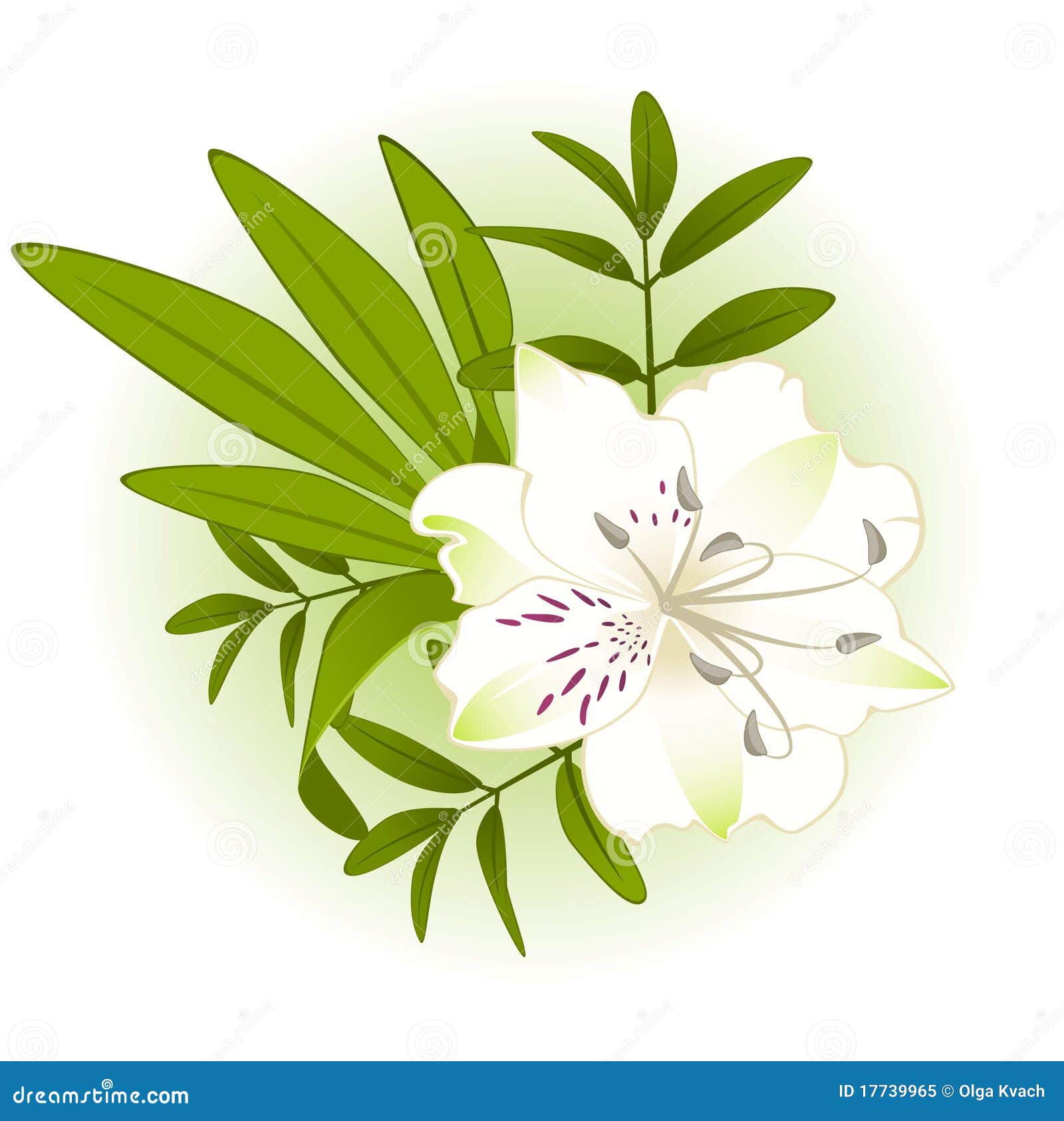 Beautiful Lily Design Element Stock Vector - Illustration of floral ...