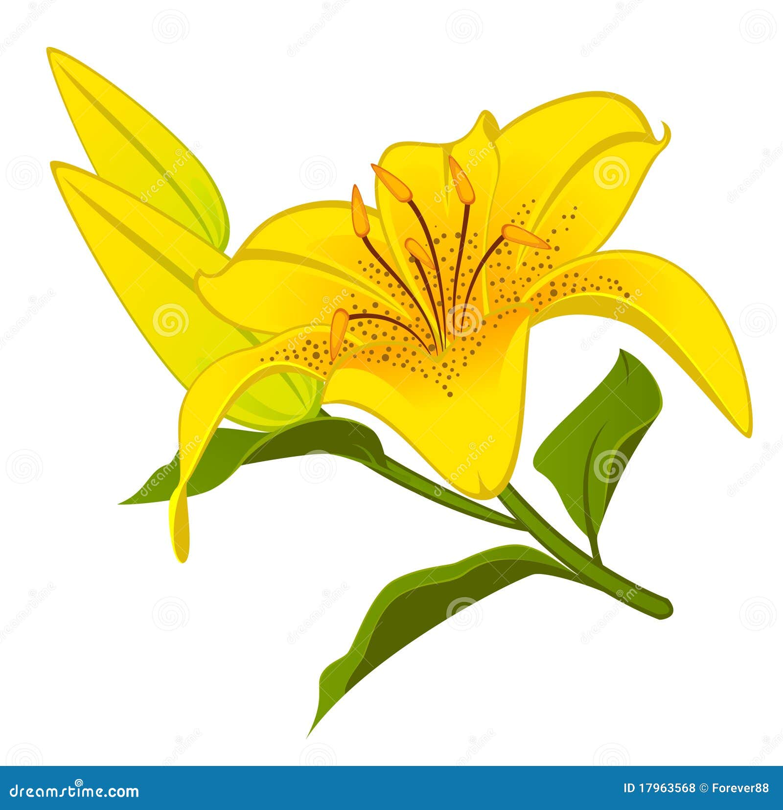 Beautiful Lily Design Element Stock Vector - Illustration of botany ...