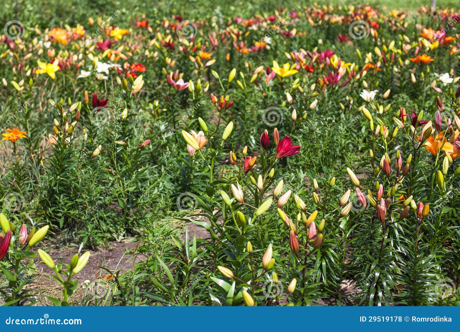 Beautiful Lily Field in Summer Stock Photo - Image of landscape, lily ...
