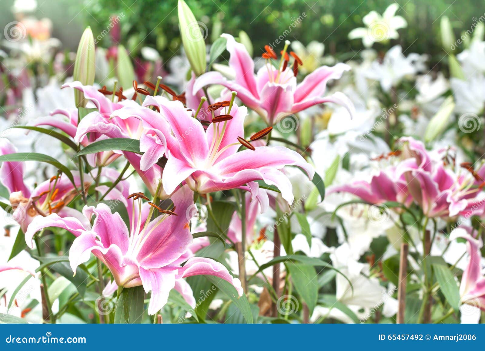 Beautiful lily flower stock photo. Image of beautiful - 65457492