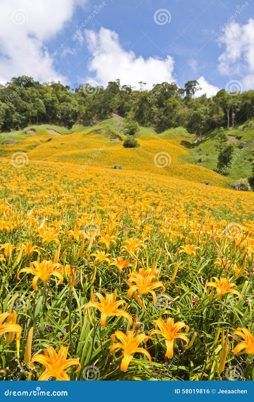 Beautiful Lily Flower Fields in Hualien, Taiwan Stock Photo - Image of ...