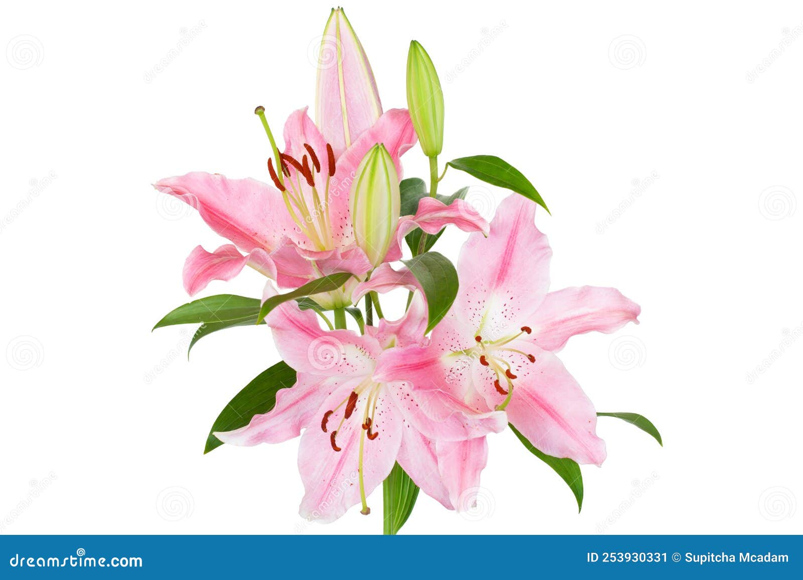Beautiful Lilies Flower Isolate on White Background Stock Image - Image ...