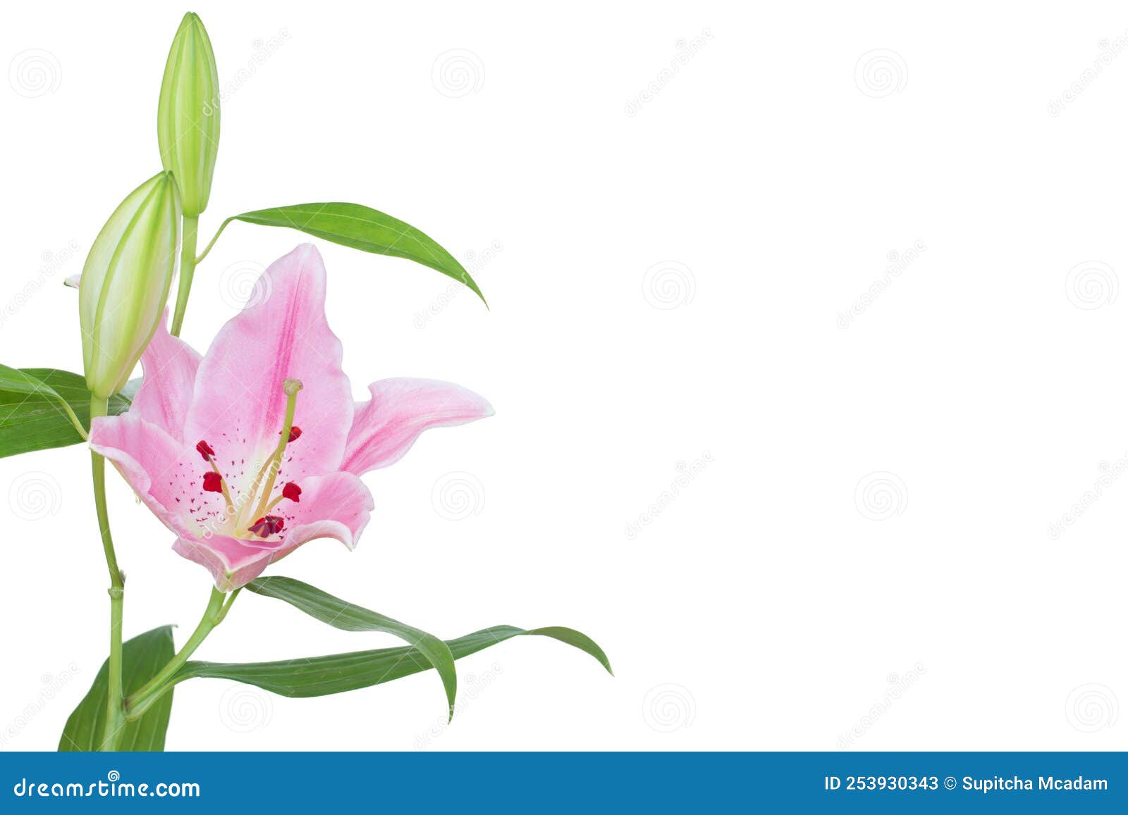 Beautiful Lilies Flower Isolate on White Background Stock Image - Image ...