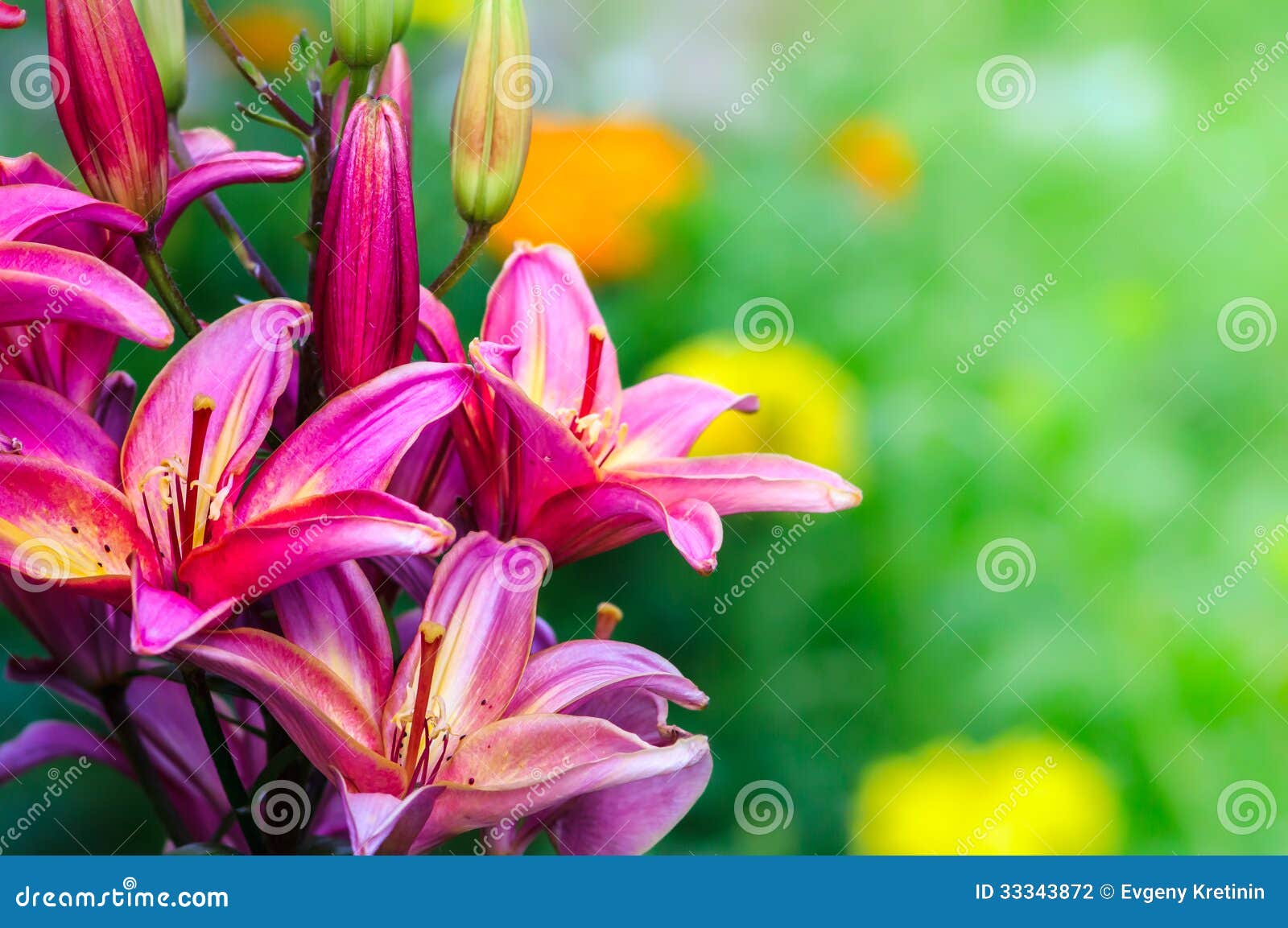 Beautiful lily stock photo. Image of petal, health, plant - 33343872