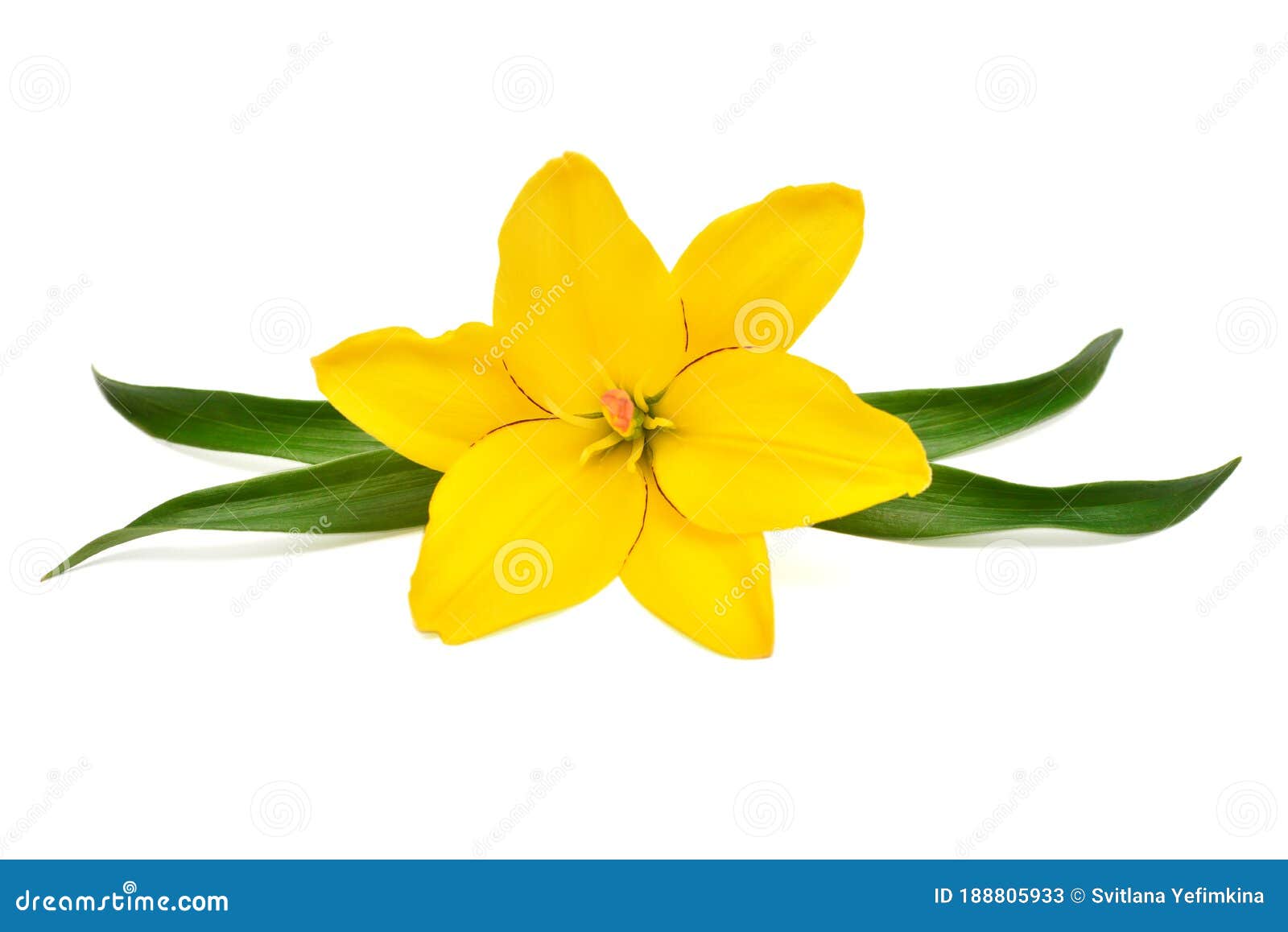Beautiful Lily Flower Yellow with Leaf Isolated on White Stock Image ...