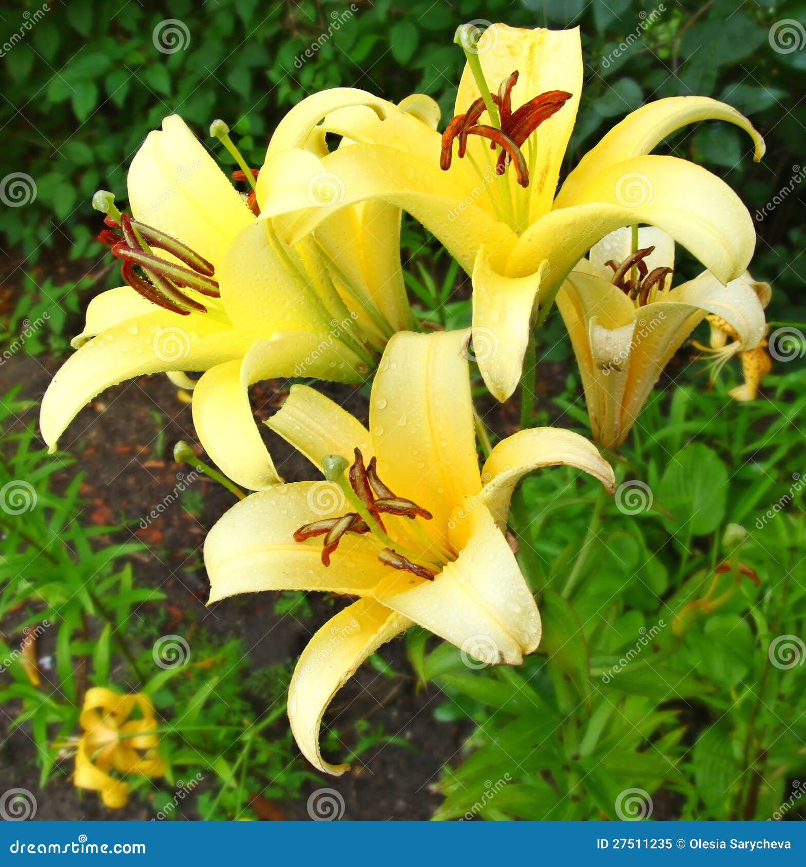 Beautiful Lily Flowers Bud Close Up Stock Image - Image of hibiscus ...