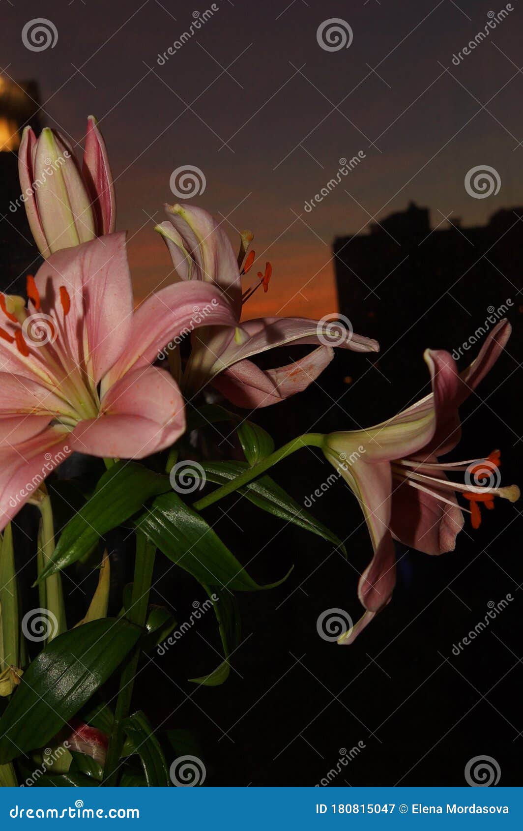 A Beautiful Lily with Improper Cropping, a Photographer Mistake, a ...