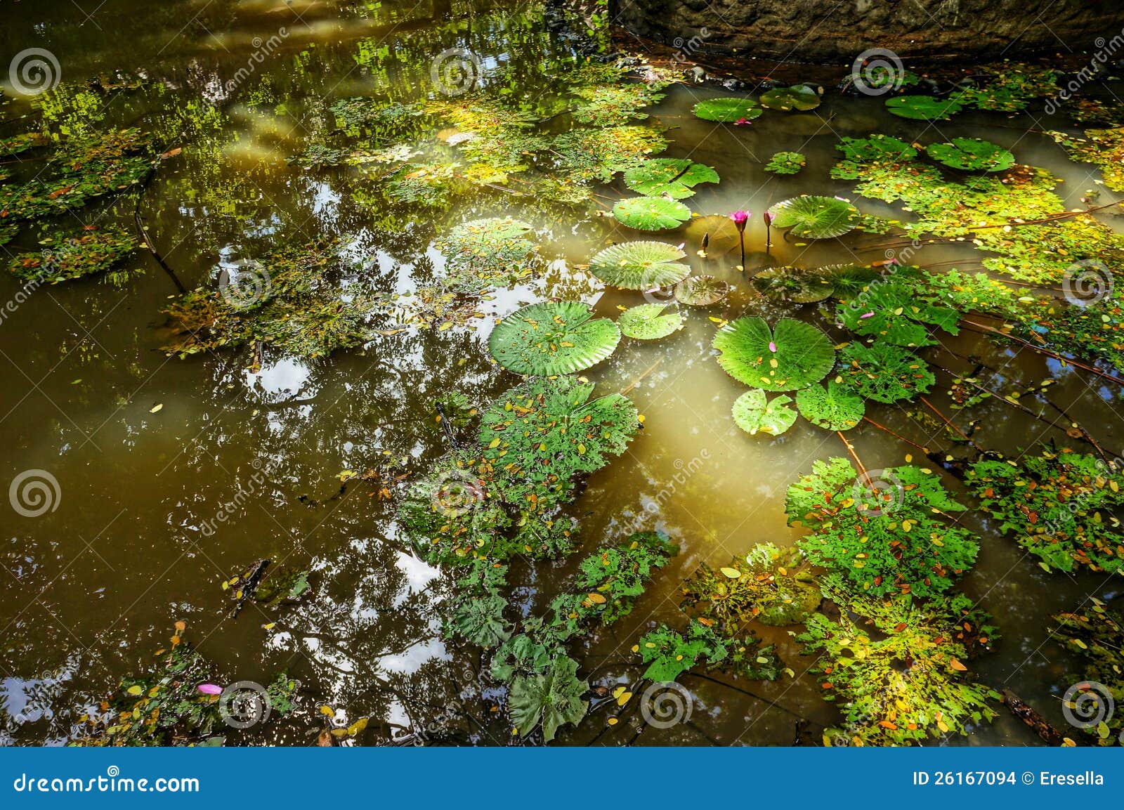 Beautiful Lily Pads and Lily Pad Flowers Stock Photo - Image of high ...