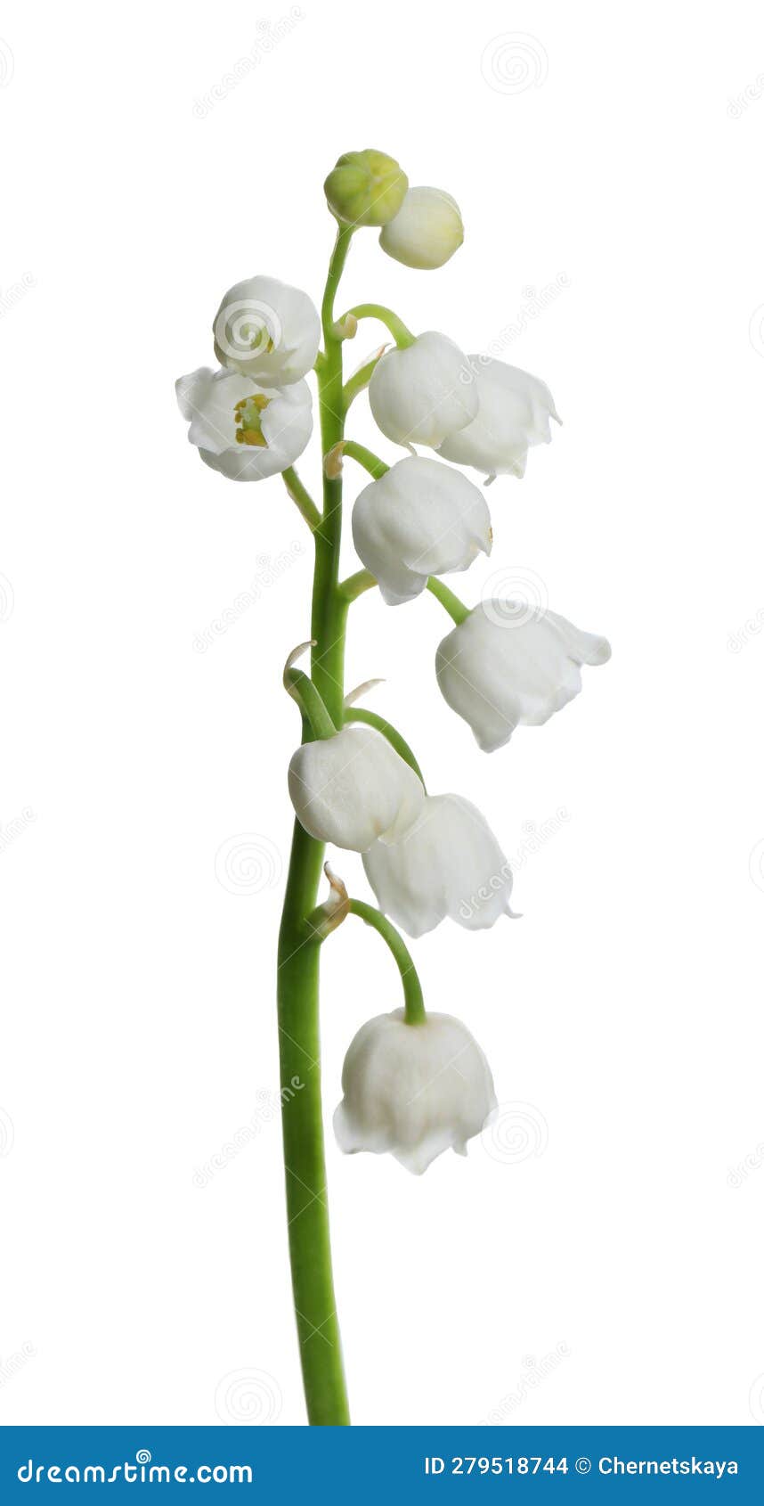 Beautiful Lily of the Valley Flower on White Background Stock Photo ...