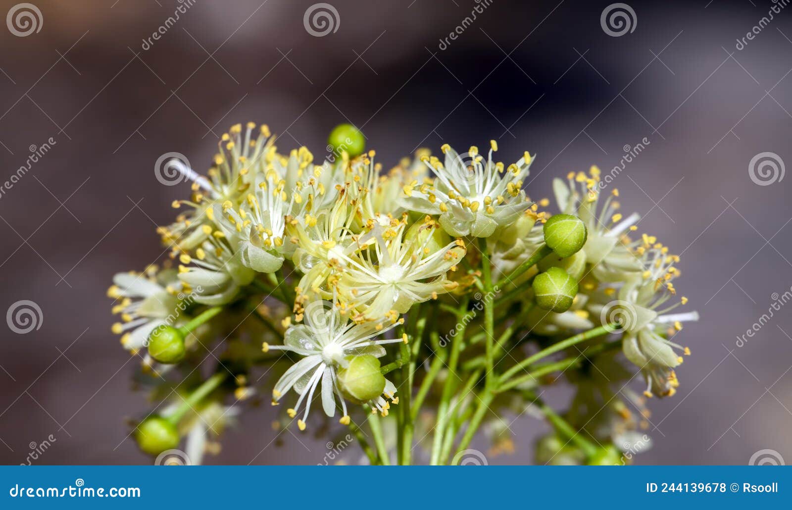 Beautiful Linden Tree Flower in Spring during Flowering, Stock Photo ...