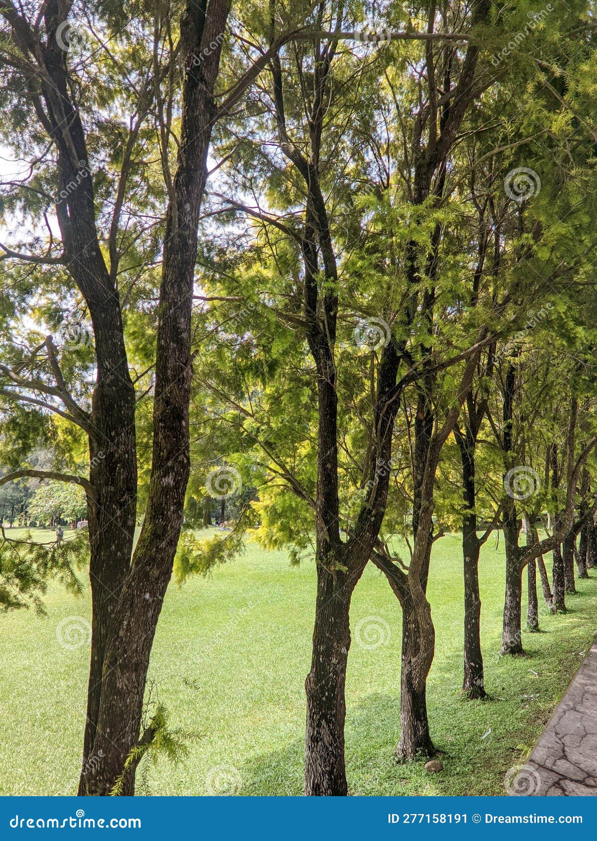 Beautiful Lined Trees Under the Hills Stock Image - Image of trees ...
